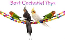 10 Best Toys for Cockatiels to will make Bird Happy 2024! CockatielReview