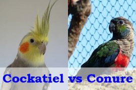 Cockatiel vs Conure-różnice i korzyści? / CockatielReview | Anne Marie