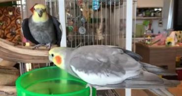 How to Bathe a Cockatiel? (Why do Birds take Baths?)| Cockatiel Review