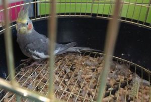 When Do Cockatiels Molt for the First Time? | Cockatiel Review