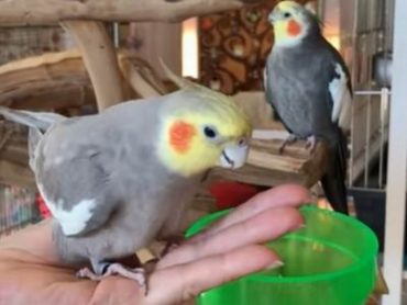 When Do Cockatiels Molt for the First Time? | Cockatiel Review