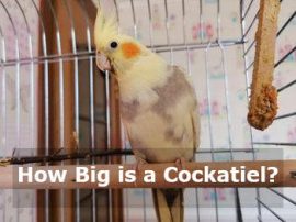 How Big is a Cockatiel? It is a Small or Medium Bird? | Cockatiel Rreview