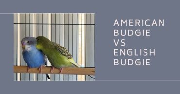 American Budgie Vs English Budgie